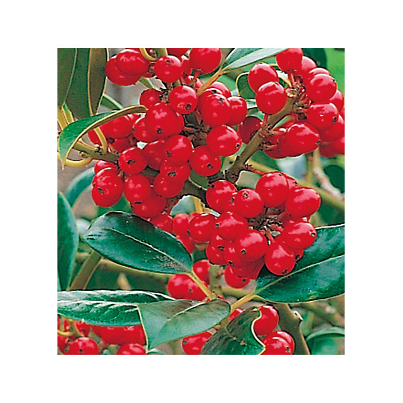HOUX JC VAN TOL, plante en ligne
