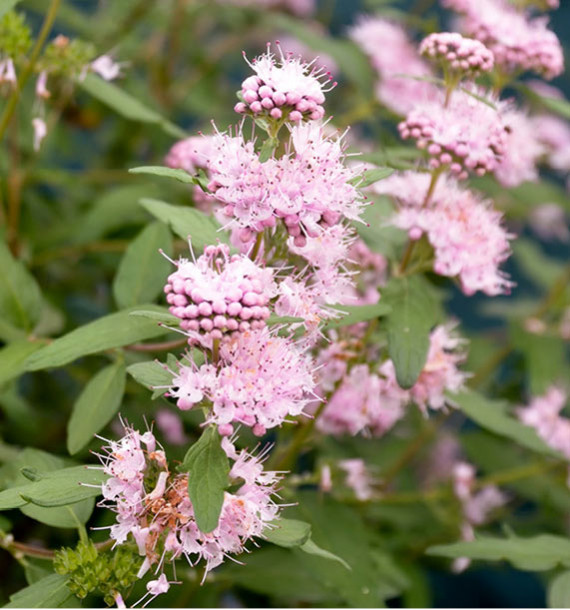 CARYOPTERIS STEPHI® Lissteph, plante en ligne