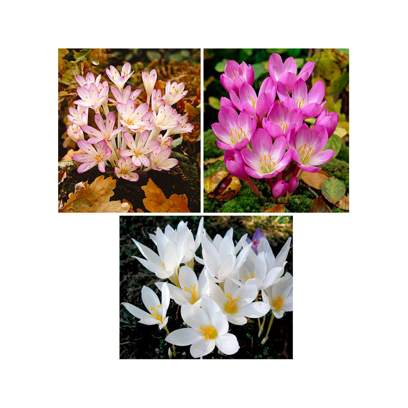 COLIBRIANT 12 BULBES D'AUTOMNE, plante en ligne