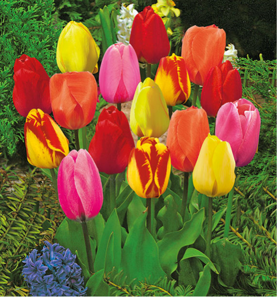 COLIBRIANT 50 TULIPES DARWIN, plante en ligne