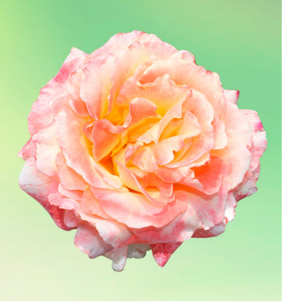 ROSIER BUISSON TRINIDAD Wekplapep, plante en ligne