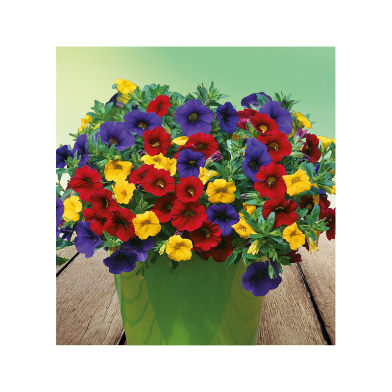 CALIBRACHOA TRIXI® BOLERO, plante en ligne