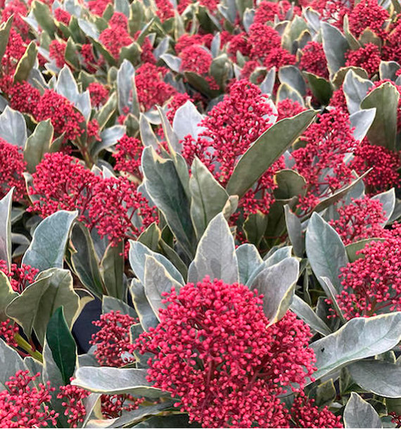 SKIMMIA JAPONICA PEROSA®, plante en ligne