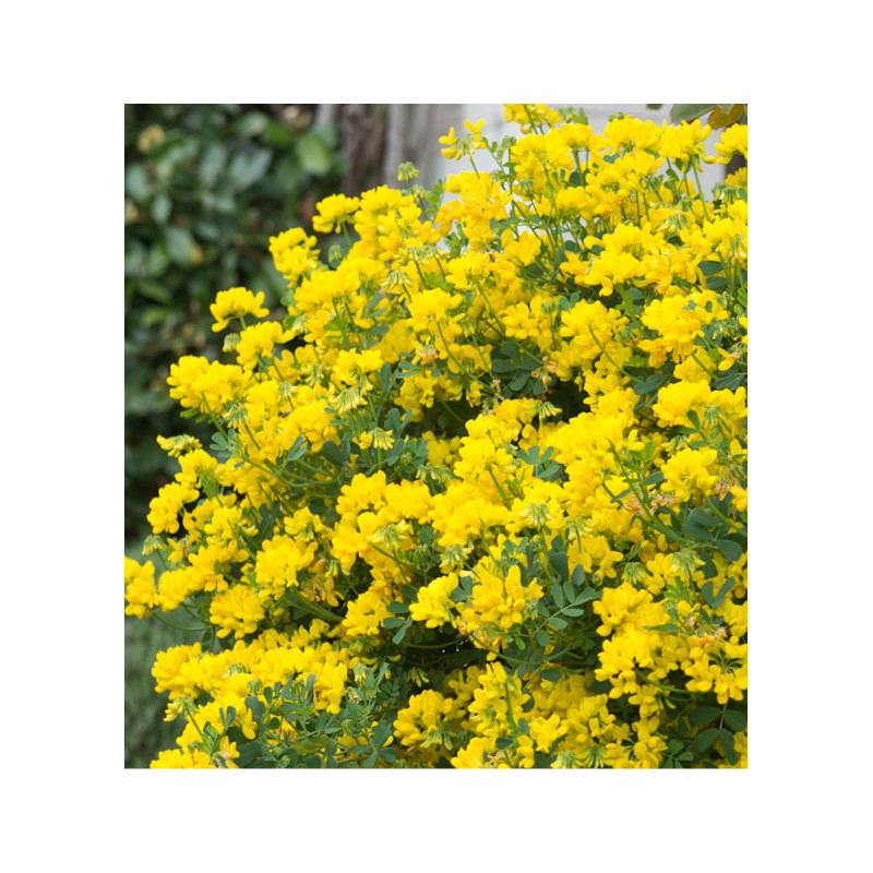 CORONILLA EMERUS, plante en ligne