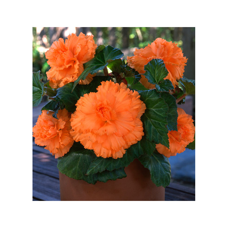 BEGONIA AMERIHYBRID® RUFFLED APRICOT, plante en ligne