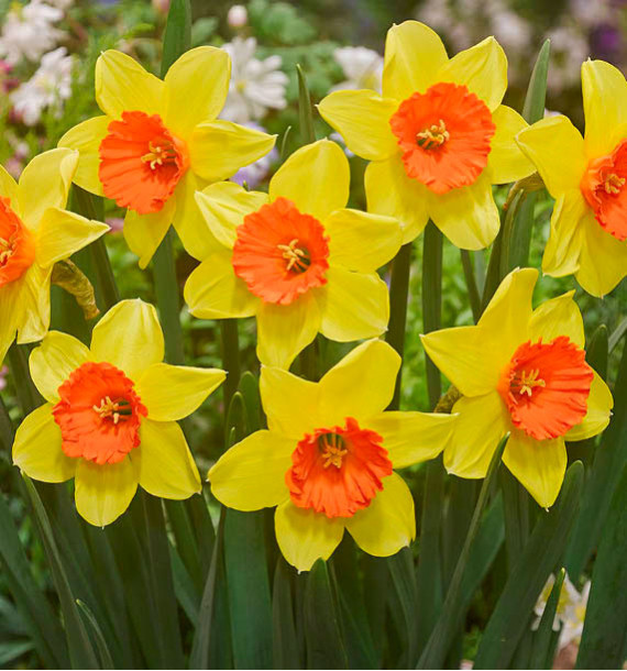 NARCISSE LOVEDAY, plante en ligne
