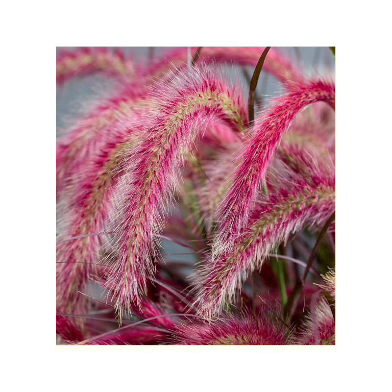 PENNISETUM TINY TAILS®, plante en ligne