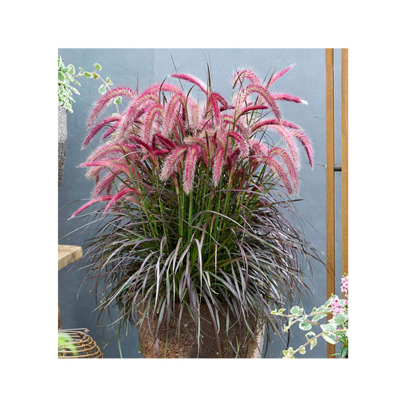 PENNISETUM TINY TAILS®, plante en ligne