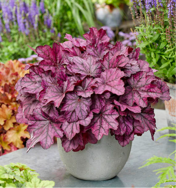 HEUCHERA WILD ROSE® , plante en ligne