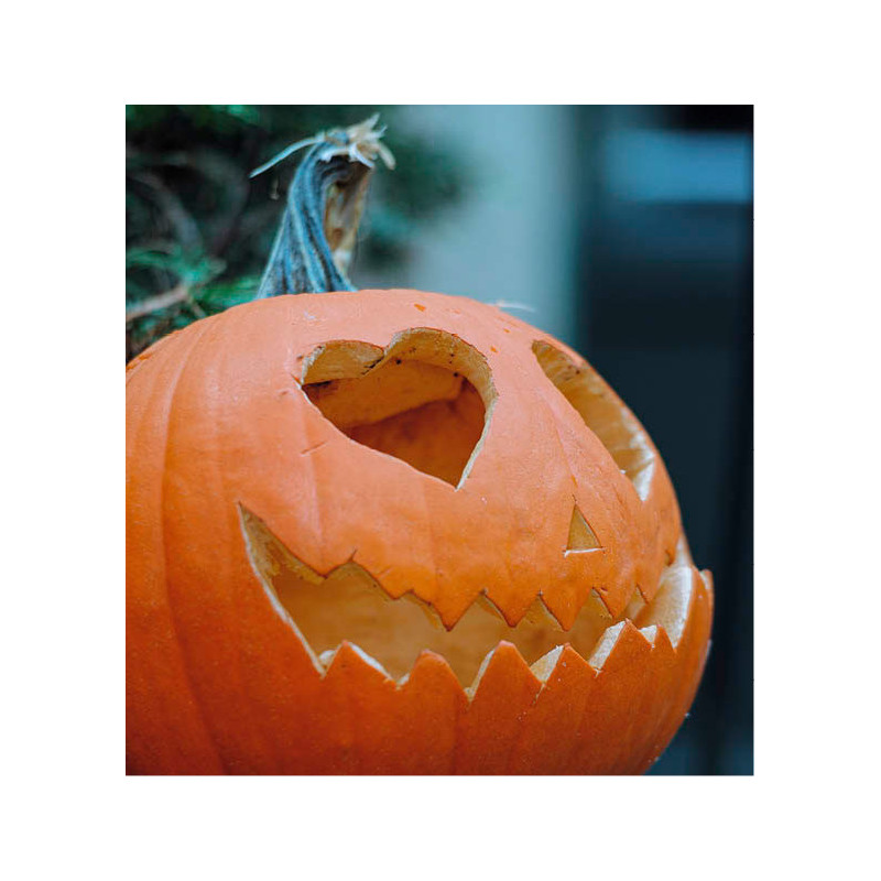 COURGE D'HALLOWEEN JACK.O.LANTERN, plante en ligne
