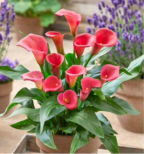 CALLA CAPTAIN® HOLLYWOOD, plante en ligne