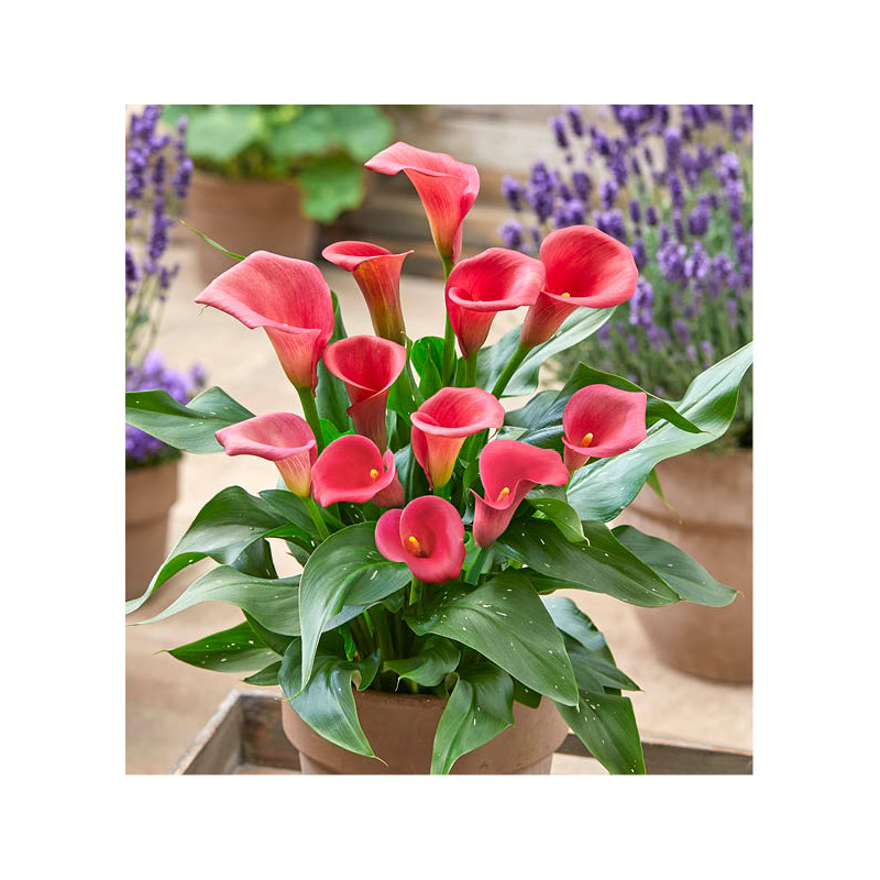 CALLA CAPTAIN® HOLLYWOOD, plante en ligne