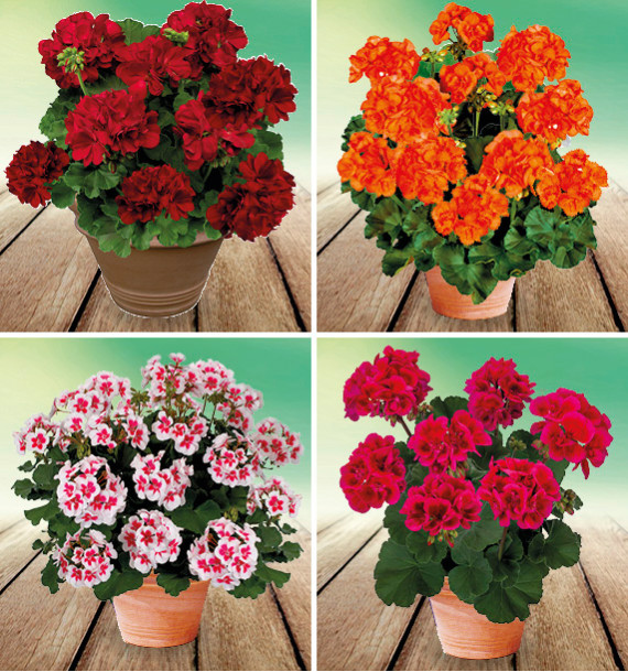 COLIBRIANT 4 GERANIUMS ZONALES, plante en ligne