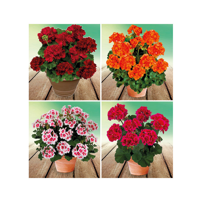 COLIBRIANT 8 GERANIUMS ZONALES, plante en ligne
