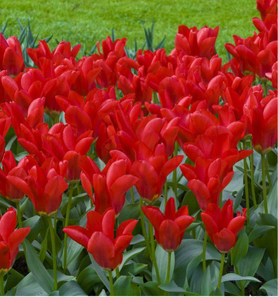 TULIPE FOSTERIANA RED EMPEROR, plante en ligne
