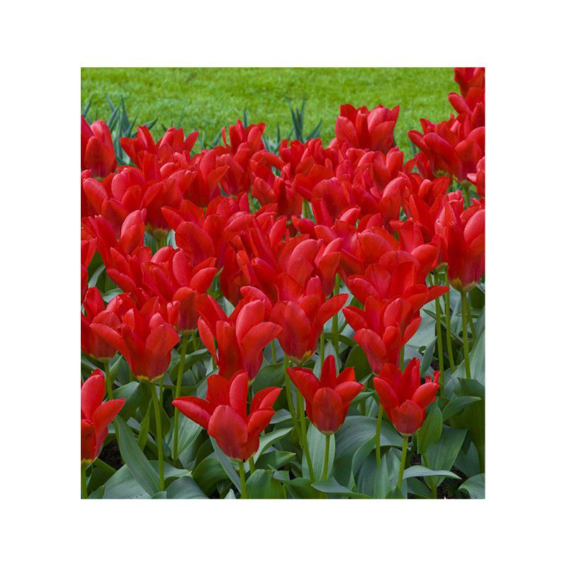 TULIPE FOSTERIANA RED EMPEROR, plante en ligne