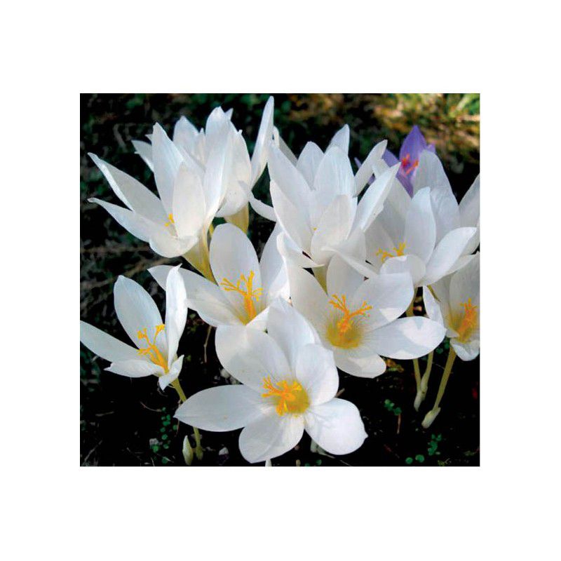 CROCUS SPECIOSUS ALBUS, plante en ligne
