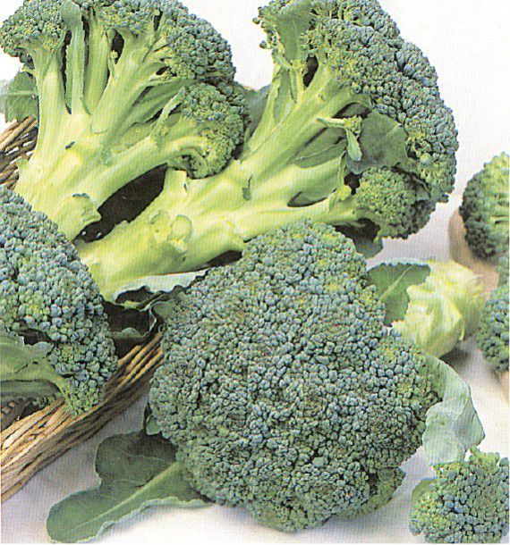 CHOU BROCOLI CALABRAIS A JETS VERTS, plante en ligne