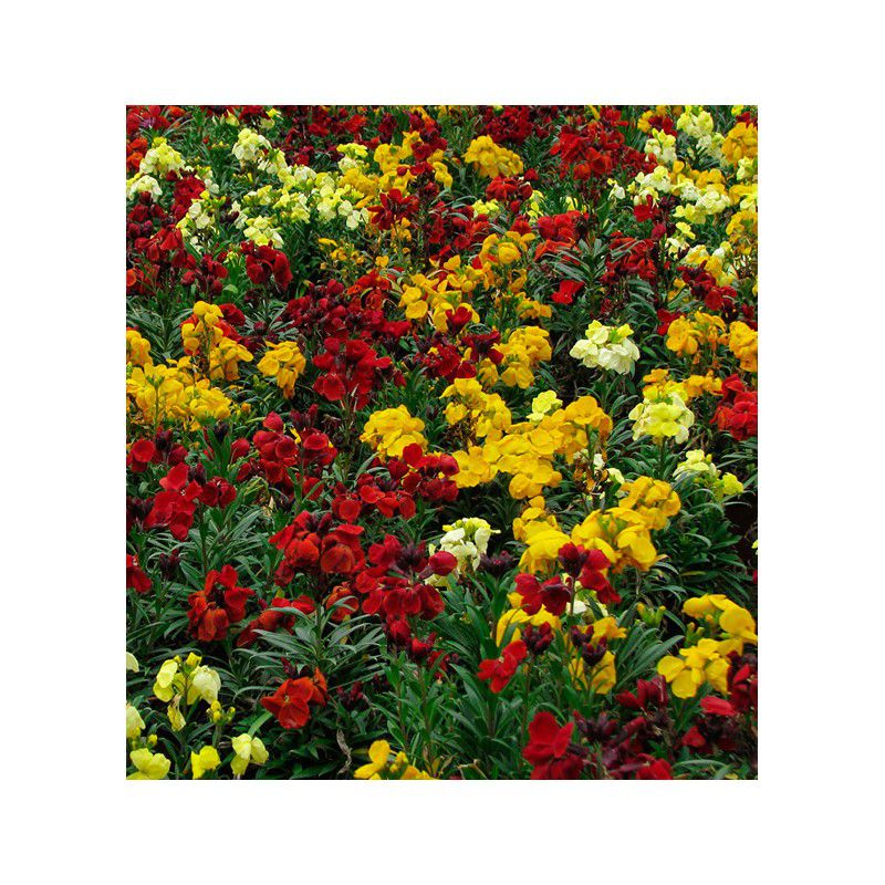 GIROFLEE RAVENELLE GRANDE VARIEE, plante en ligne