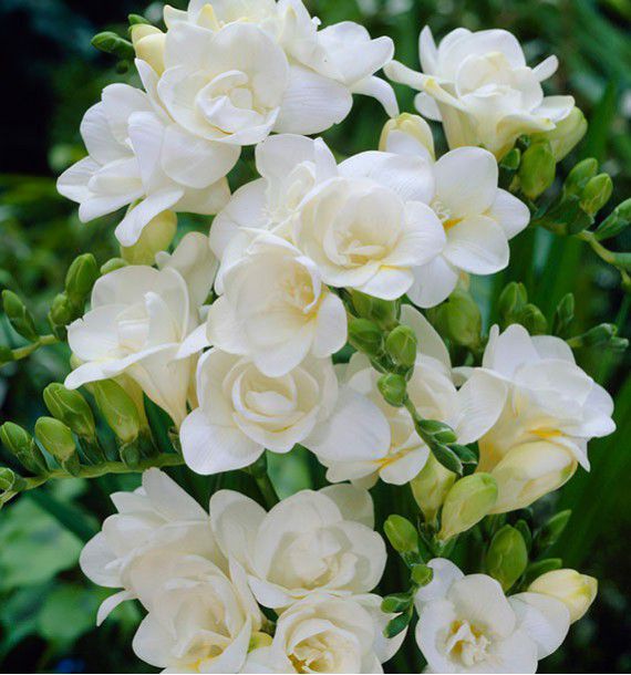 FREESIA DOUBLE BLANC TERESA, plante en ligne